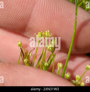 Tiny Mousetail (Myosurus minimus) Plantae Stock Photo - Alamy