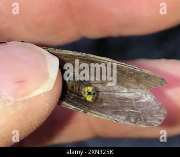Spring Fishfly (Chauliodes rastricornis) Insecta Stock Photo - Alamy