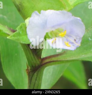 Virginia Dayflower (Commelina virginica) Plantae Stock Photo - Alamy