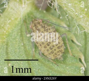 Spotted Alfalfa Aphid (Therioaphis trifolii) Insecta Stock Photo - Alamy