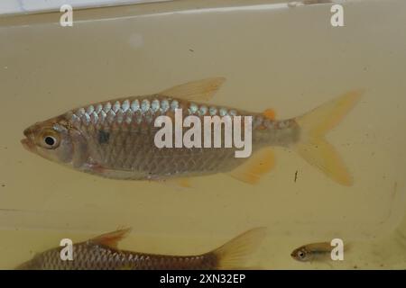 Spot-tail Robber (Brachyalestes imberi) Actinopterygii Stock Photo - Alamy