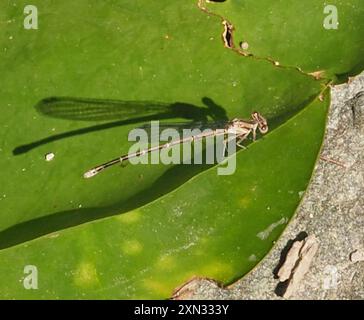 Variable Dancer (Argia fumipennis) Insecta Stock Photo - Alamy