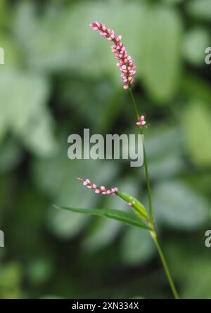 low smartweed (Persicaria longiseta) Plantae Stock Photo - Alamy