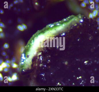 Pennsylvania Toadskin Lichen (Lasallia pensylvanica Stock Photo - Alamy