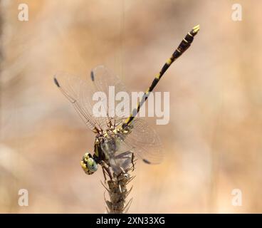 Common Sanddragon (Progomphus obscurus) Insecta Stock Photo - Alamy