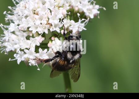 Nearctic Bumble Bee (Bombus vancouverensis nearcticus) Insecta Stock ...
