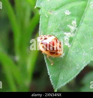 Fungus-eating Lady Beetles (Psyllobora) Insecta Stock Photo - Alamy