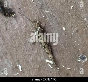 Bristletails (Archaeognatha) Insecta Stock Photo - Alamy