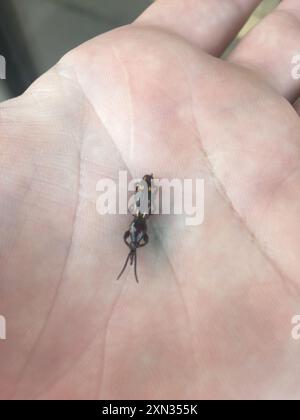 Oak Timberworm (Arrenodes minutus) Insecta Stock Photo - Alamy