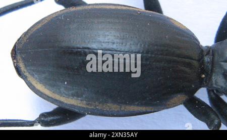 Twospot Ground Beetle (Anthia omoplata) Insecta Stock Photo - Alamy