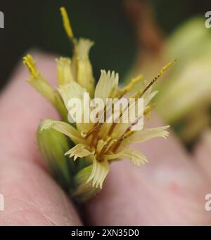 three-leaved rattlesnake root (Nabalus trifoliolatus) Plantae Stock ...