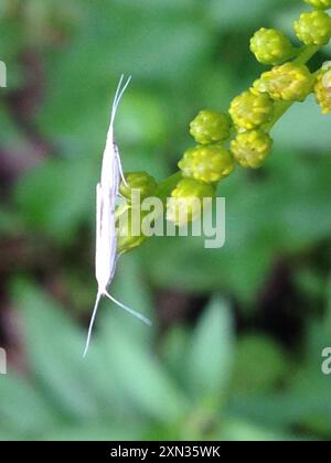 Casebearers (Coleophora) Insecta Stock Photo - Alamy