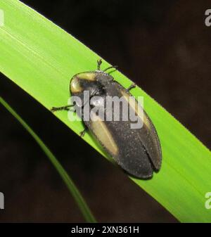 typical fireflies (Lampyrinae) Insecta Stock Photo - Alamy
