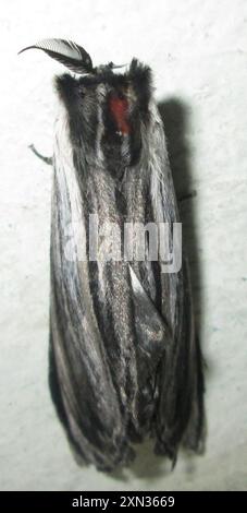 (Amyops ingens) Insecta Stock Photo - Alamy