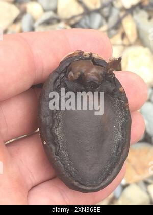 Shield Shell (Scutus breviculus) Mollusca Stock Photo - Alamy