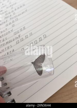 Apple Looper (Phrissogonus laticostata) Insecta Stock Photo - Alamy