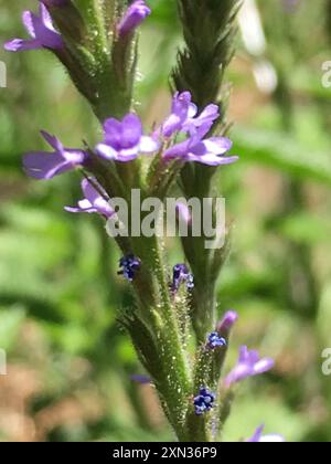 western vervain (Verbena lasiostachys) Plantae Stock Photo - Alamy