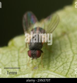 Acalyptrate Flies (Acalyptratae) Insecta Stock Photo - Alamy