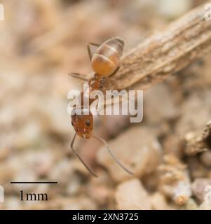 High Noon Ant (Forelius pruinosus) Insecta Stock Photo - Alamy