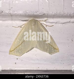 White Slant-line (Tetracis cachexiata) Insecta Stock Photo - Alamy