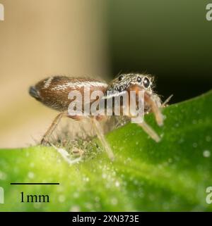 (Sassacus vitis) Arachnida Stock Photo - Alamy