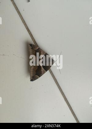 The Passenger (Dysgonia algira) Insecta Stock Photo - Alamy