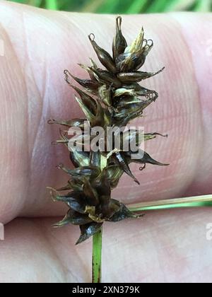 Spiked Sedge (Carex spicata) Plantae Stock Photo - Alamy