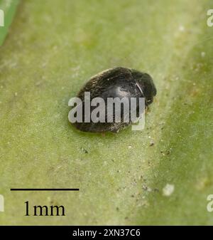 Spider Mite Destroyer (Stethorus punctum) Insecta Stock Photo - Alamy