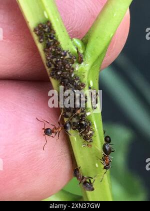 central european bicolored ant (Lasius emarginatus) Insecta Stock Photo ...