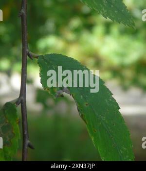 Winged Elm (Ulmus alata) Plantae Stock Photo - Alamy