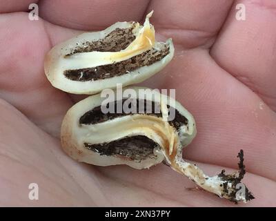 (Psilocybe weraroa) Fungi Stock Photo - Alamy