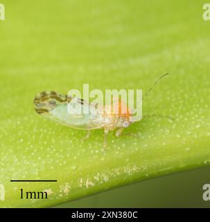 Mesquite Psyllid (Heteropsylla texana) Insecta Stock Photo - Alamy