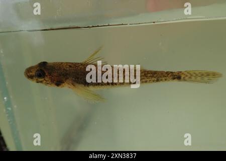 (Glossogobius callidus) Actinopterygii Stock Photo - Alamy