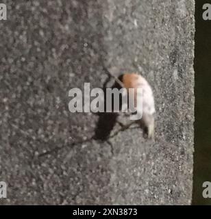 Sri Lanka Weevil (Myllocerus undecimpustulatus) Insecta Stock Photo - Alamy