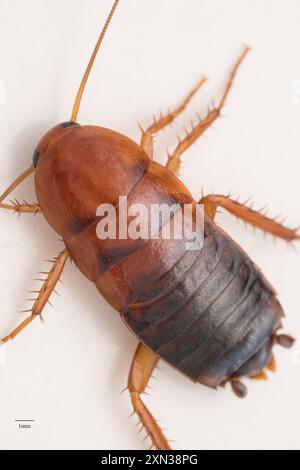 Turkestan Cockroach (Periplaneta lateralis) Insecta Stock Photo - Alamy