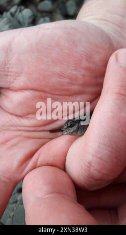 Common Triplefin (Forsterygion lapillum) Actinopterygii Stock Photo - Alamy