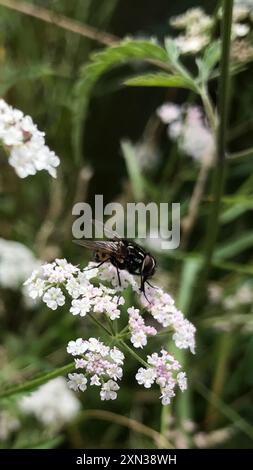 (Graphomya maculata) Insecta Stock Photo - Alamy