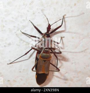 (Pseudophonoctonus formosus) Insecta Stock Photo - Alamy