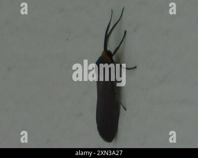 Edwards' Wasp Moth (Lymire edwardsii) Insecta Stock Photo - Alamy