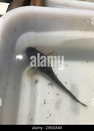 Plainfin Midshipman (Porichthys notatus) Actinopterygii Stock Photo - Alamy
