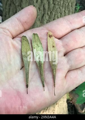pumpkin ash (Fraxinus profunda) Plantae Stock Photo - Alamy