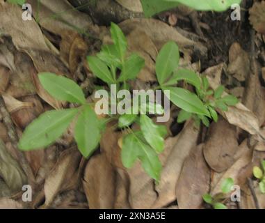 Wharangi (Melicope ternata) Plantae Stock Photo - Alamy