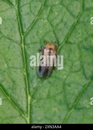 Skeletonizing Leaf and Flea Beetles (Galerucinae) Insecta Stock Photo ...