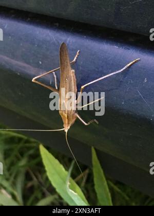 Broad-tipped Conehead (Neoconocephalus triops) Insecta Stock Photo - Alamy