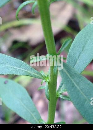 Downy Goldenrod (Solidago puberula) Plantae Stock Photo - Alamy