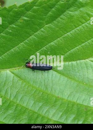 Red-necked Cane Borer Beetle (Agrilus ruficollis) Insecta Stock Photo ...
