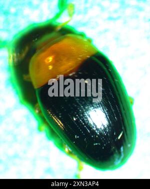 Breastplated Pleasing Fungus Beetle (Triplax thoracica) Insecta Stock ...