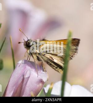 Sandhill Skipper (Polites sabuleti) Insecta Stock Photo - Alamy