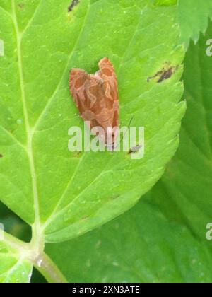 Olethreutes Moths (Olethreutes) Insecta Stock Photo - Alamy