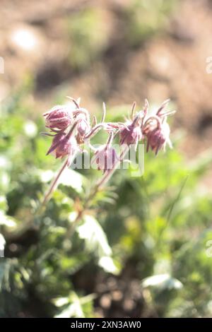 prairie smoke (Geum triflorum) Plantae Stock Photo - Alamy